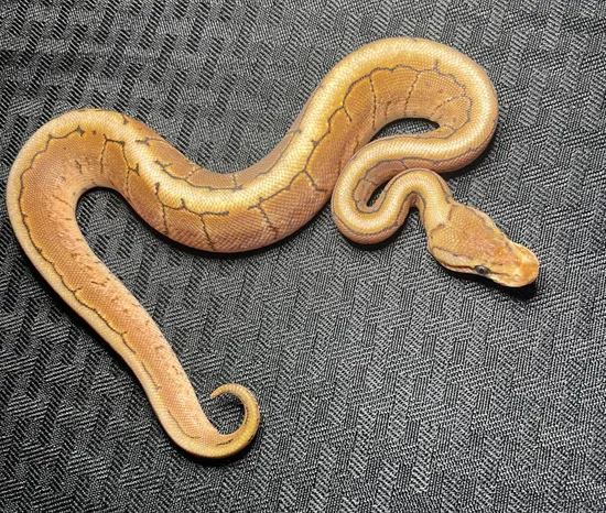 Black Pastel Spider Pinstripe Pos Het Pied Ball Python by Insane Reptiles