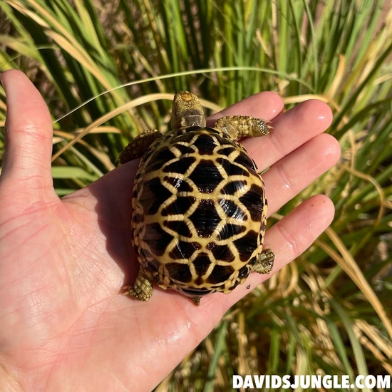 Burmese Star Tortoise #8G by David’s Jungle