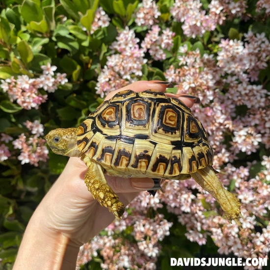 Leopard Tortoise (Pardalis Babcocki) Juvenile #L5 by David’s Jungle