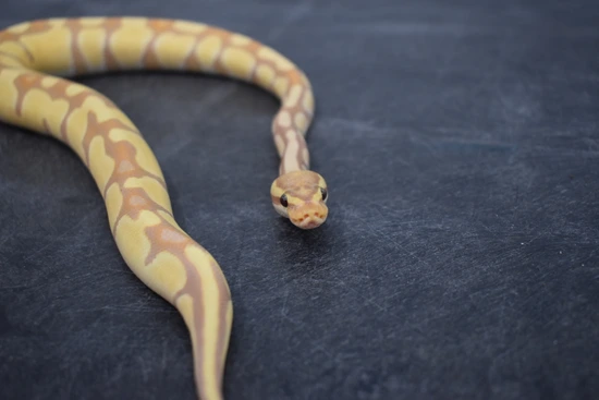 Banana Enchi Ball Python by Davis Reptile Lab, LLC