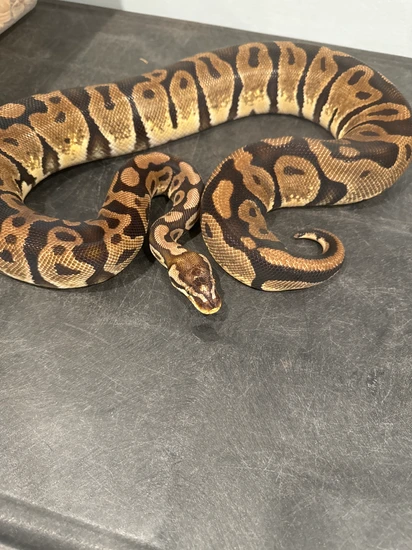Pastel Scaleless Head Adult Female Ball Python by Davis Reptile Lab, LLC