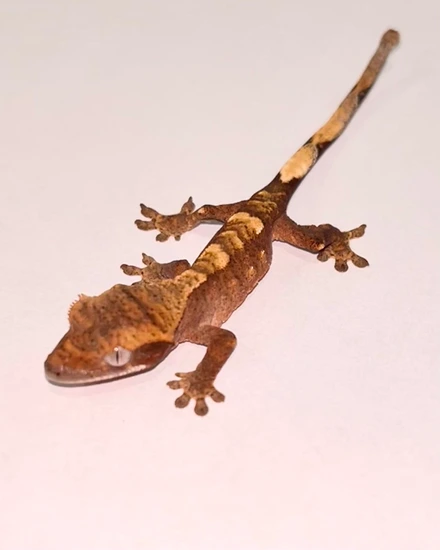 Harlequin Crested Gecko by Dayln’s Geckos
