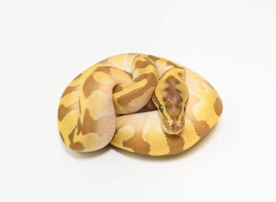 Super Enchi Butter Pastel Ball Python by Highland Constrictors