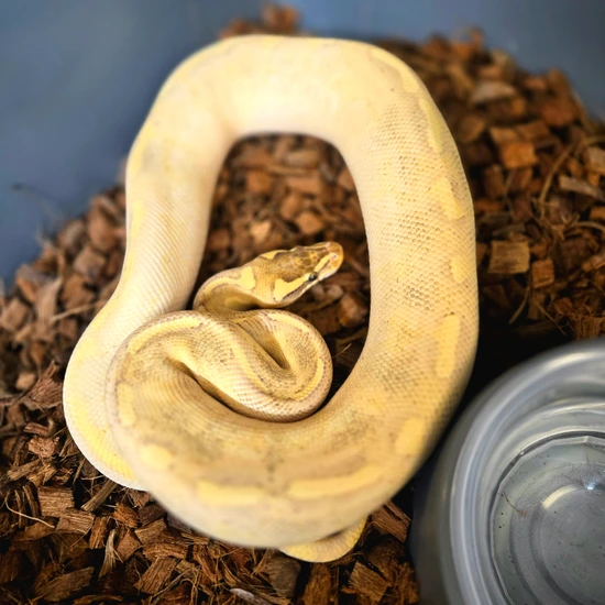 Freeway Enchi Lesser OD Ball Python by Highland Constrictors