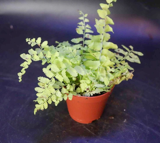 Nephrolepis Exaltata Golden Glow Boston Fern Terrarium Plant by Dakotah ...