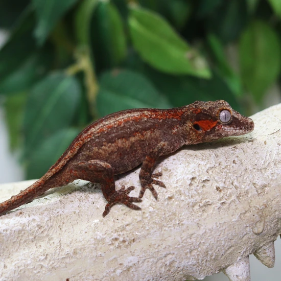 2024 Red & Orange Stripe Gargoyle Gecko by Dakotah Blue Exotics