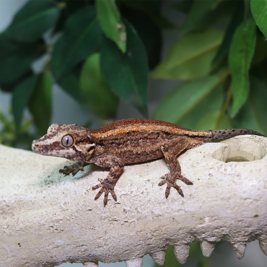2024 Orange Stripe Garg Gargoyle Gecko by Dakotah Blue Exotics