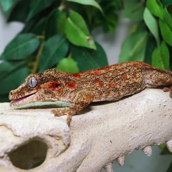 Proven Broken Red/Orange Stripe Gargoyle Gecko by Dakotah Blue Exotics