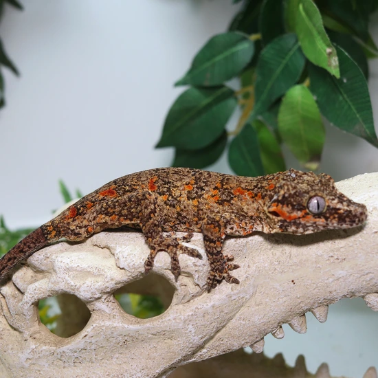Proven Orange Blotch Gargoyle Gecko by Dakotah Blue Exotics