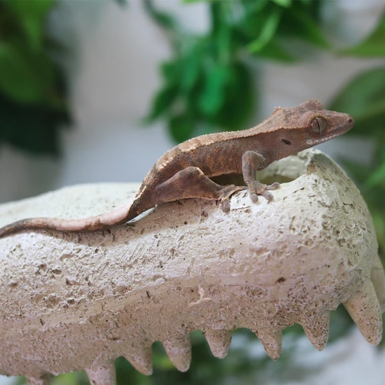 2025 Pinstripe Cap Crested Gecko by Dakotah Blue Exotics