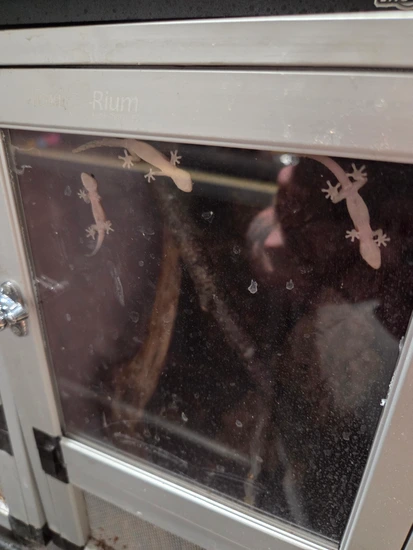 CBB Mourning Geckos by Dakotah Blue Exotics