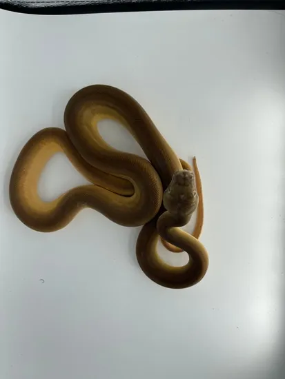 GC Tiger Phantom Pos Het White Reticulated Python by Burning Heart Exotics