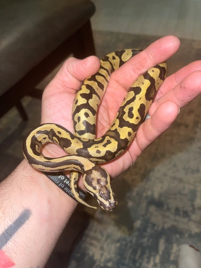 Acid Fire Ball Python by Burning Heart Exotics