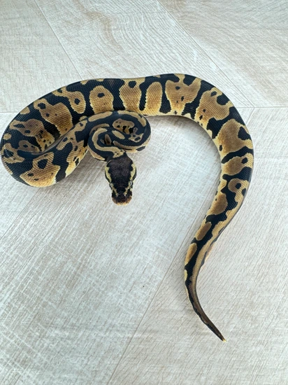 Pastel Acid Ball Python by Burning Heart Exotics