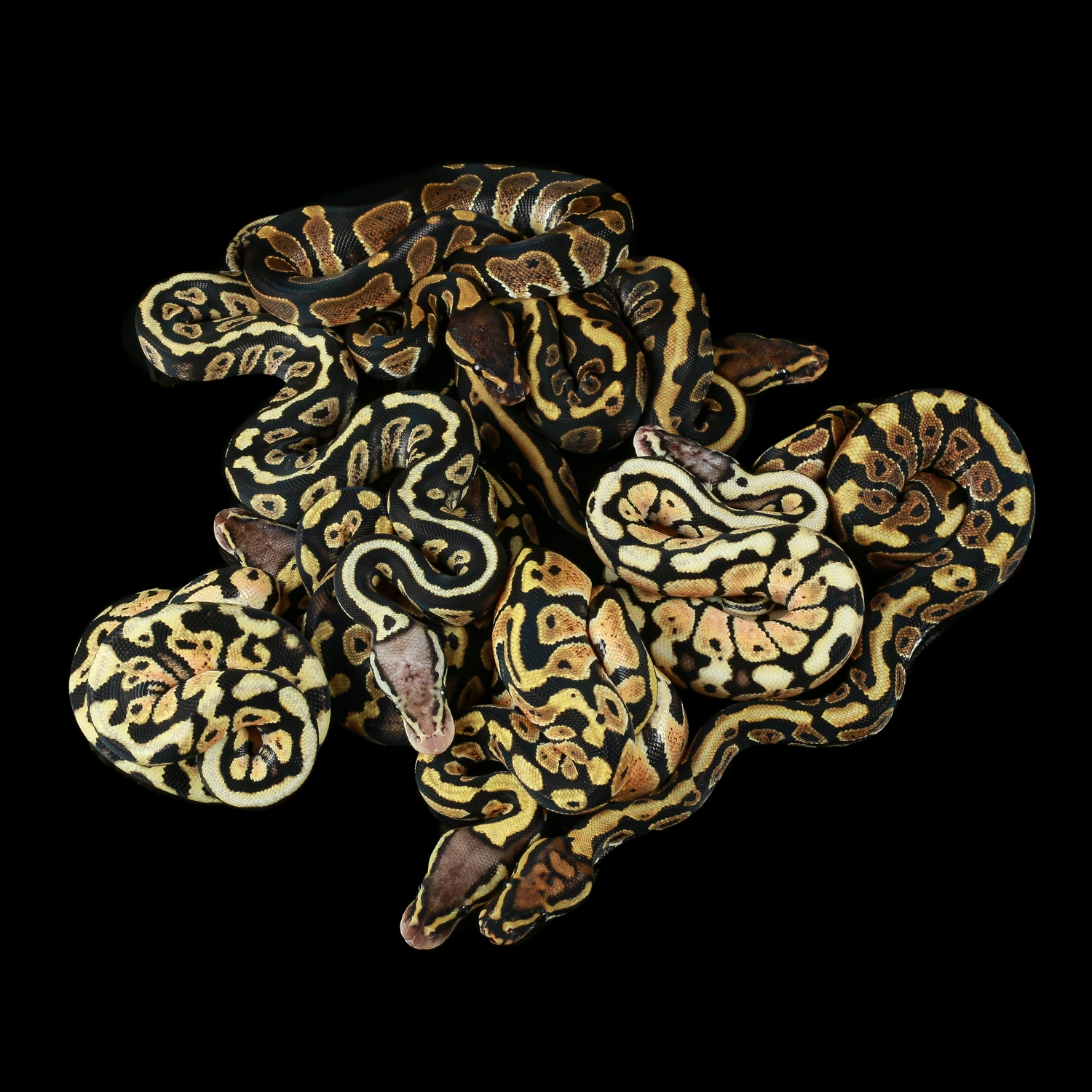 Ball Python Clutch: EDR2507 by Picture It Pythons - MorphMarket