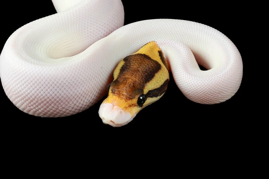 Firemon Orange Dream Piebald Ball Python by Picture It Pythons
