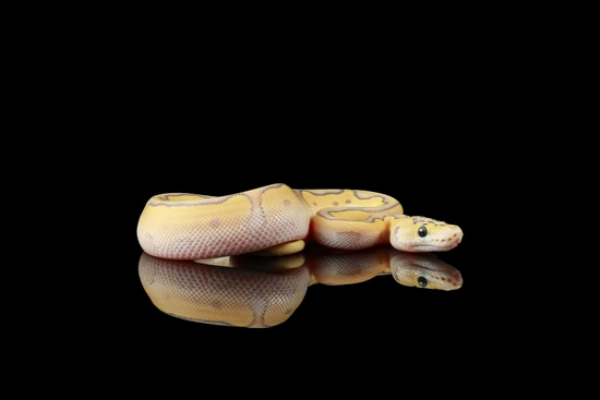 Hypo Clown Enchi Pastel Het Piebald Ball Python by Picture It Pythons