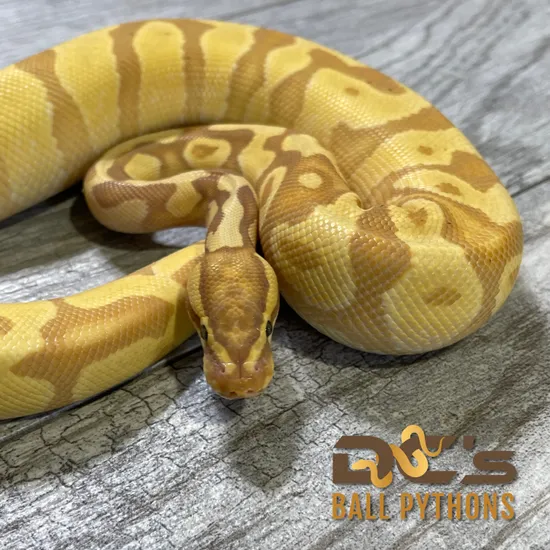 Banana/Coral Glow Enchi Yellow Belly Ball Python by DC's Ball Pythons