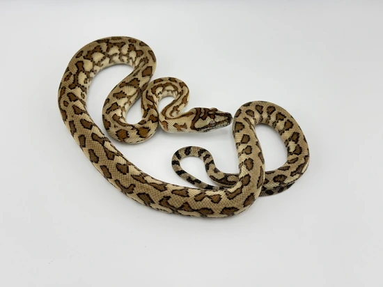 Caramel Jag Other Carpet Python by Obscure Exotics