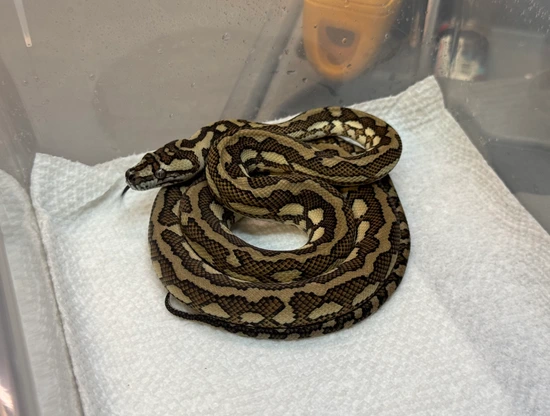 Caramel Tiger Other Carpet Python by Obscure Exotics