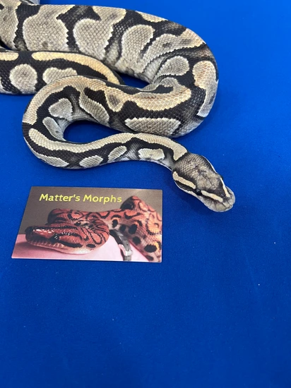 Hypo Yellow Belly Ball Python by Matter's Morphs