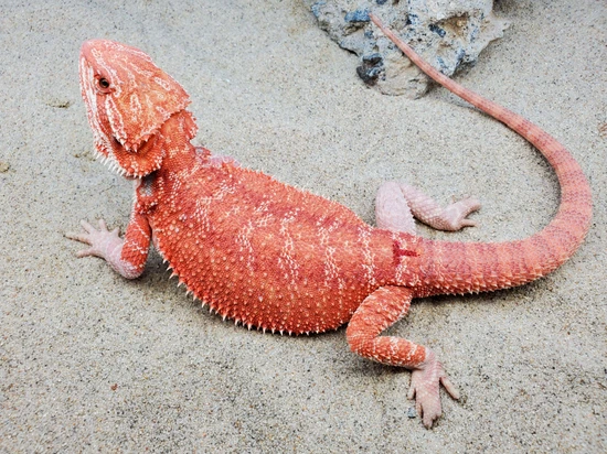 Red Hypo Het Translucent, 1/2 Red Monster Female With Toe-Nips! Central ...