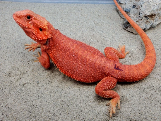 Red Hypotrans 1/2 Red Monster Female (Toe-nip) Central Bearded Dragon ...