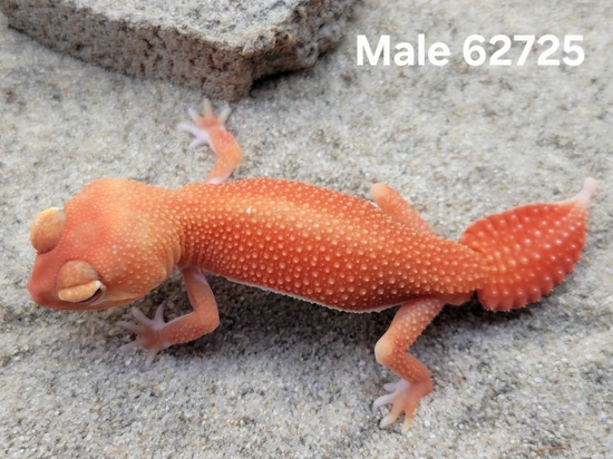 Patternless Albino! Smooth Knob-Tail Gecko N.L. Pilbarensis FREE Het ...