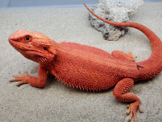 Red Hypo Translucent 1/2 Red Monster Teddy Bear! Central Bearded Dragon ...