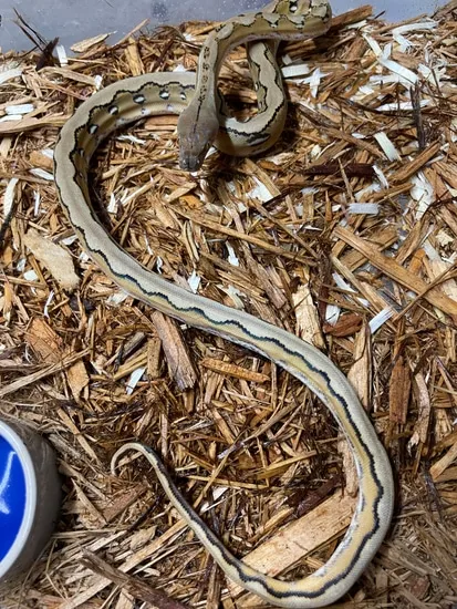 37.5% Jampea Dwarf Platinum Sunfire Het Genetic Stripe Reticulated ...