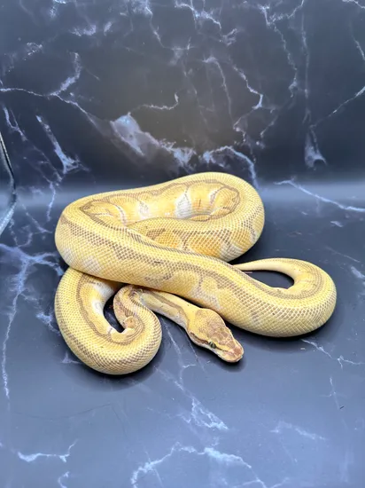 Emperor Pin Enchi X-treme Gene Ball Python by Sticky Toe Supply Co.