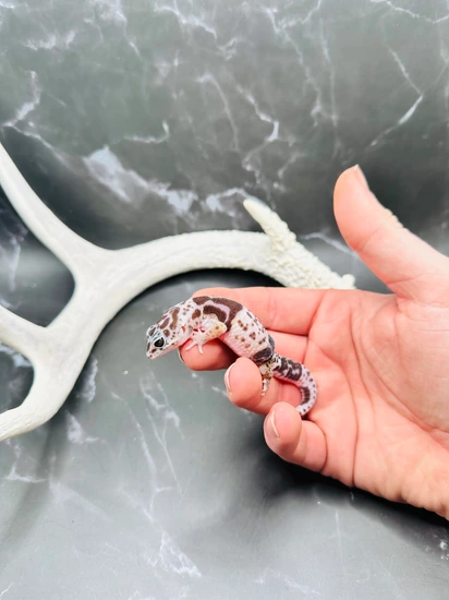 West Indian “Scaleless” FREE SHIPPING! Leopard Gecko by Sticky Toe ...