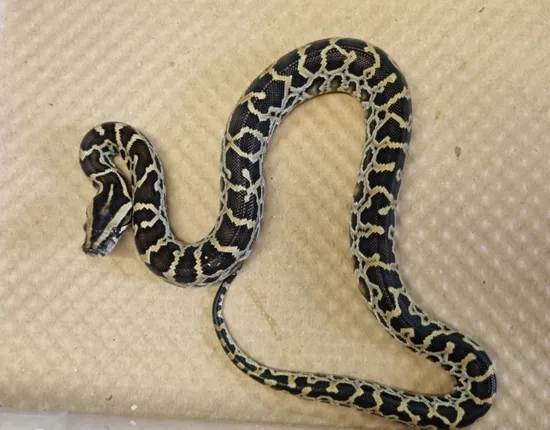 Normal Half Dwarf Burmese Poss Het Caramel Burmese Python by DM Reptiles UK