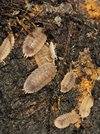 Ghost Isopods X10 by DMH Reptiles