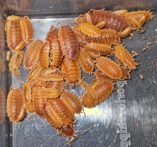 Giant/ Spanish Orange Isopods 15 Ct by Wild West Inverts