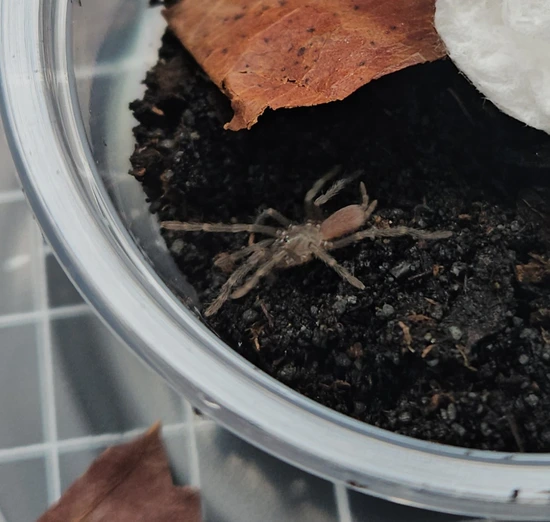 Birupes Simproxigorum- Neon Blue Leg 0.5 In Tarantula by Bug Barn