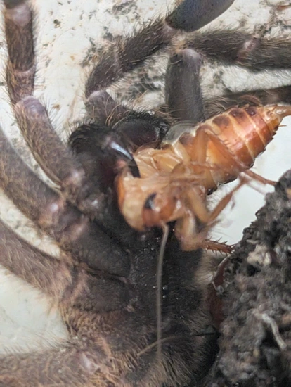 P. Murinus "DCF Mikumi Tarantula by Deathorations LLC