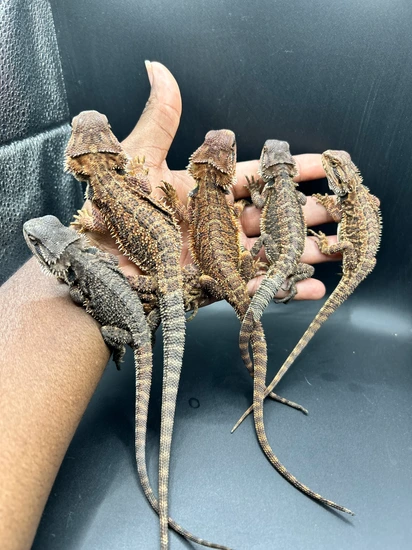 100% Red Monster POS Het Hypo Central Bearded Dragon by BigGloBeardies3X