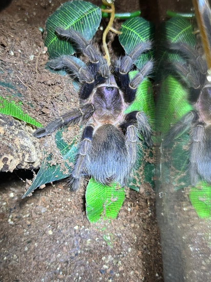 Phormictopus Sp. Hispaniola Blue Tarantula by Best Reptiles
