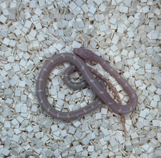 Scaleless Snow - Male Corn Snake by Bermondsey Exotics