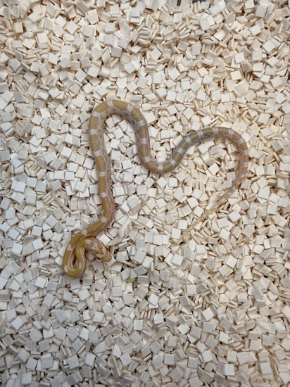 Mandarin Corn Snake by Bermondsey Exotics