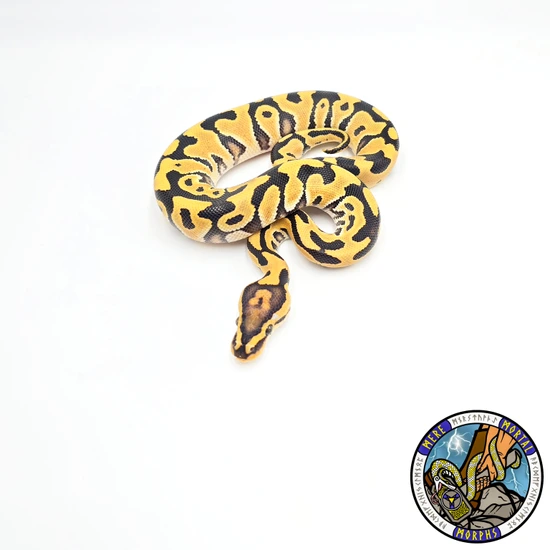 Desertghost Crypton Ball Python by Mere Mortal Morphs