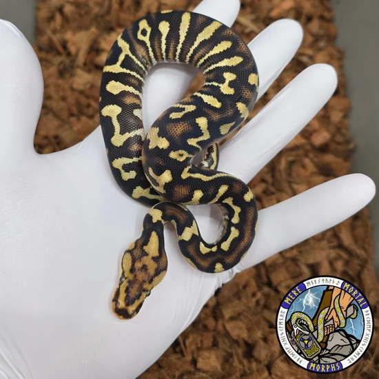 Chocolate Spotnose Yellowbelly Crypton Ball Python by Mere Mortal Morphs