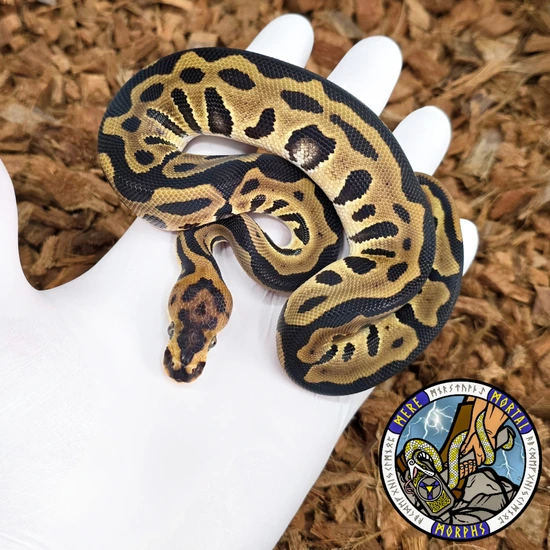 Leopard Crypton Het Desertghost Ball Python by Mere Mortal Morphs