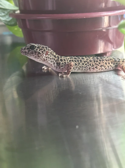 Snow (Mack) Leopard Gecko by Cold Blooded Therapy