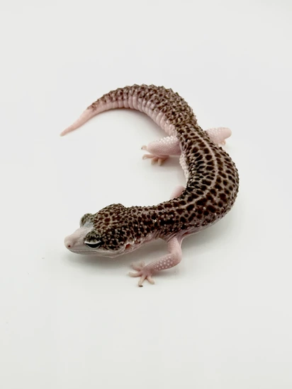 Super Snow Total Eclipse Leopard Gecko by Cold Blooded Therapy