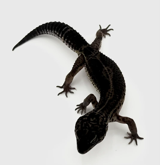 Black Night Leopard Gecko by Cold Blooded Therapy