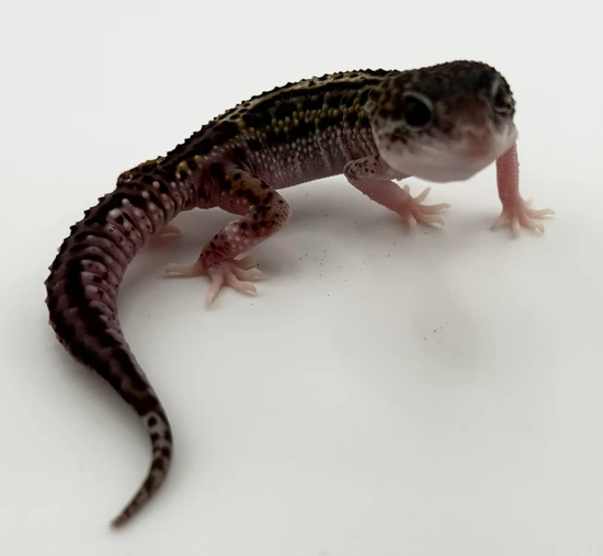 Black Night Snow (Mack) Eclipse Leopard Gecko by Cold Blooded Therapy