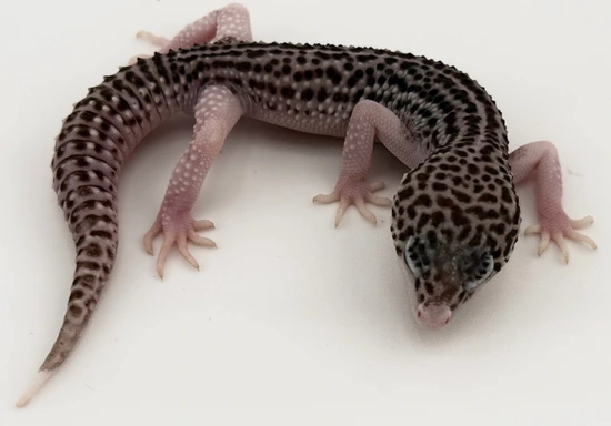 Black Night Galaxy Leopard Gecko by Cold Blooded Therapy