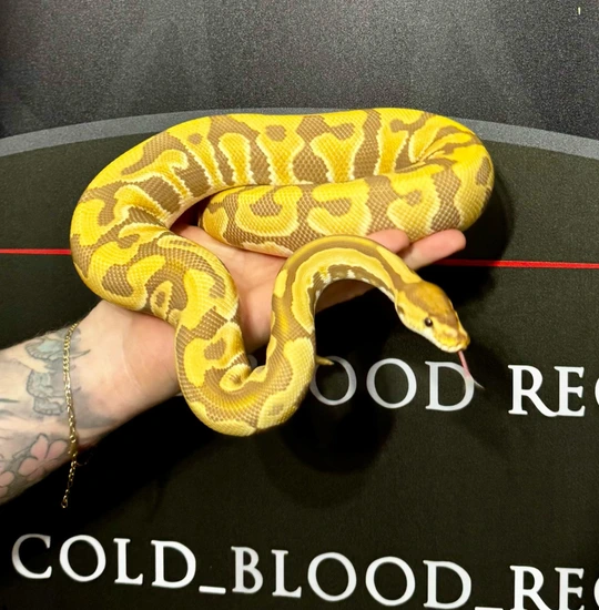 Ultramel Puzzle Ball Python by Cold Blood Regius
